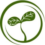 Discovering Ruda Plant: History, Benefits, and Uses - Plant Grower World