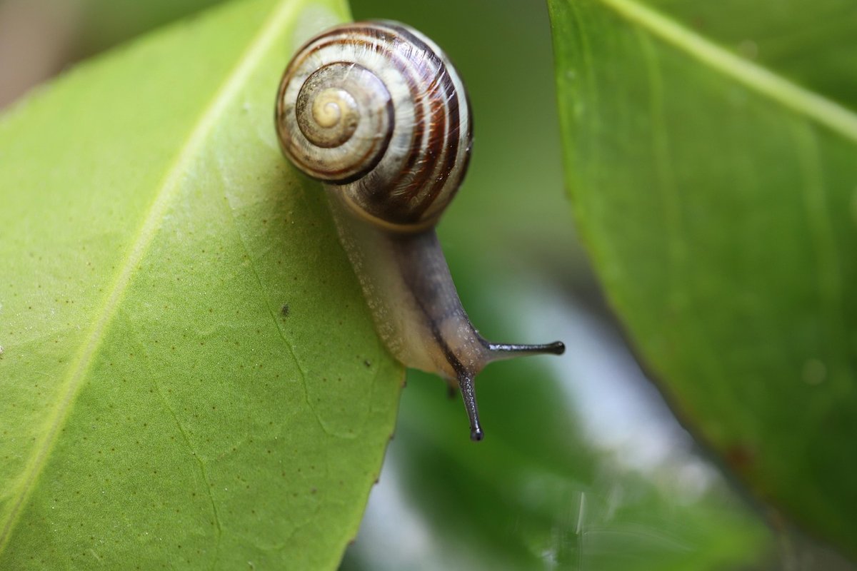 Giant African Snail Infestation in Gardens: Causes & Control Strategies ...