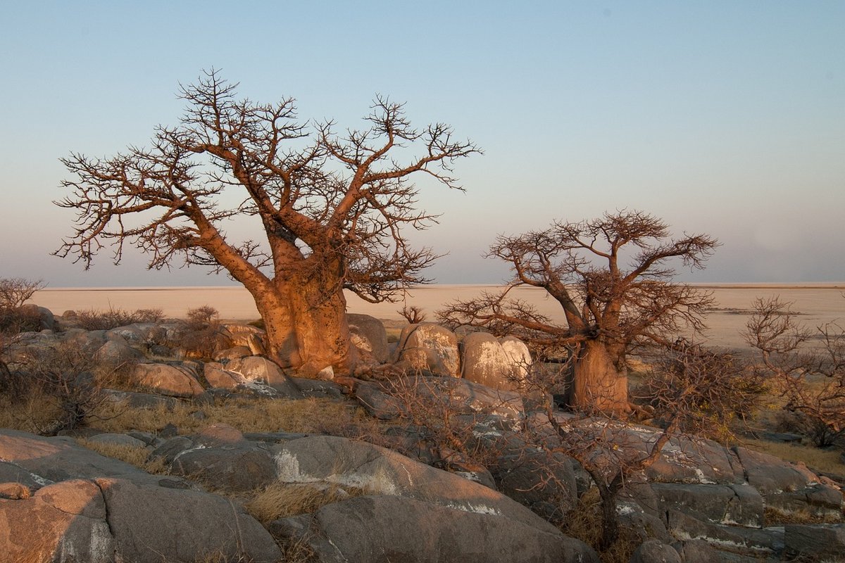 Uncovering Baobab Secrets: Natures Wonders Revealed - Plant Grower World