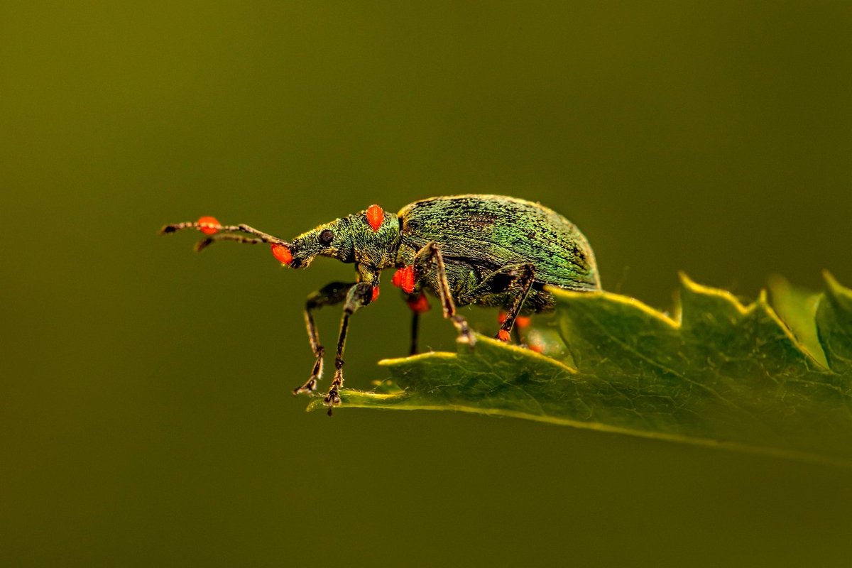Identify and Beat Leaf Eating Bugs in Your Garden - Plant Grower World