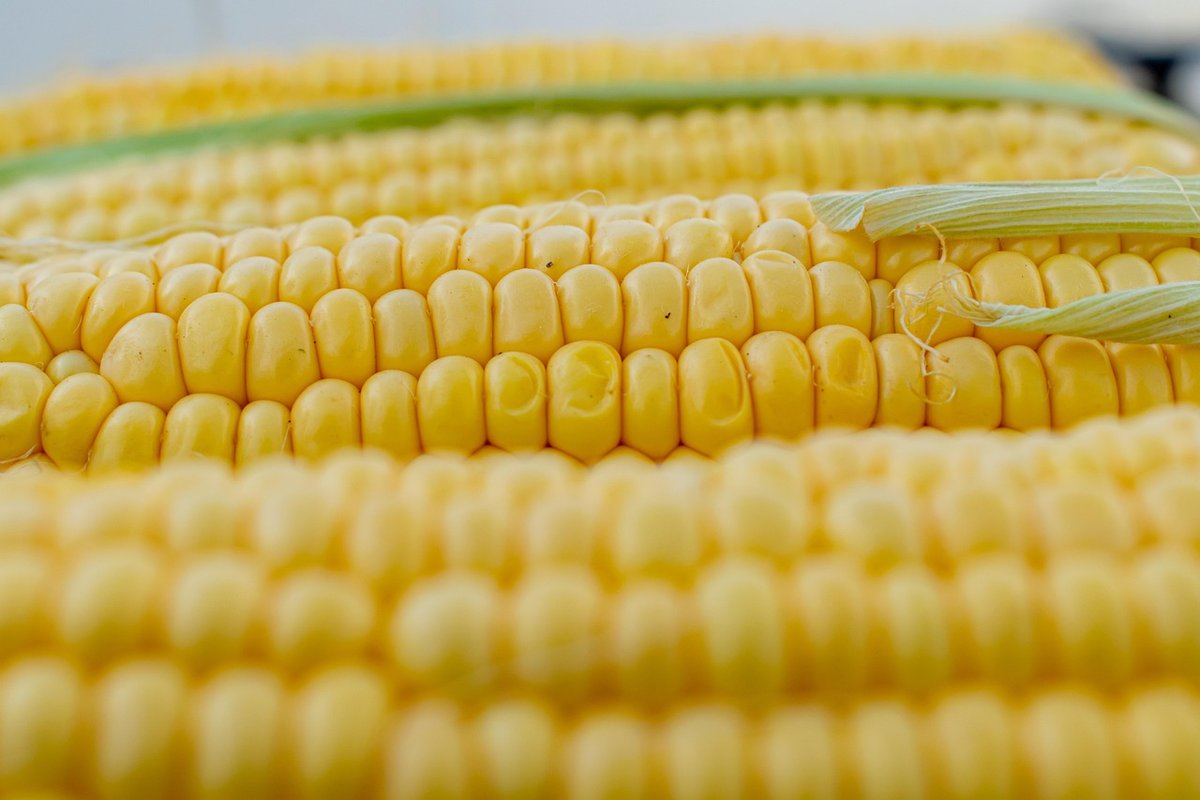 Tell Sweet Corn from Field Corn: Key Differences & Identification ...
