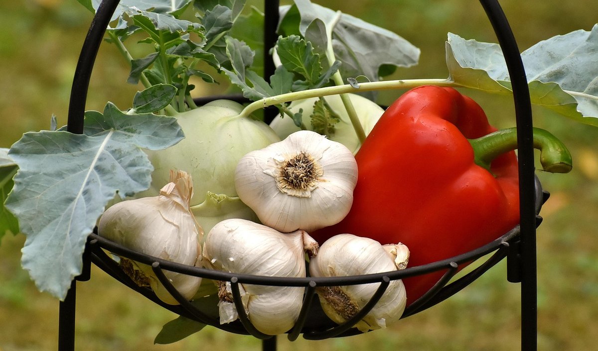 Mastering Fall Garlic Planting: Depth Secrets Revealed - Plant Grower World
