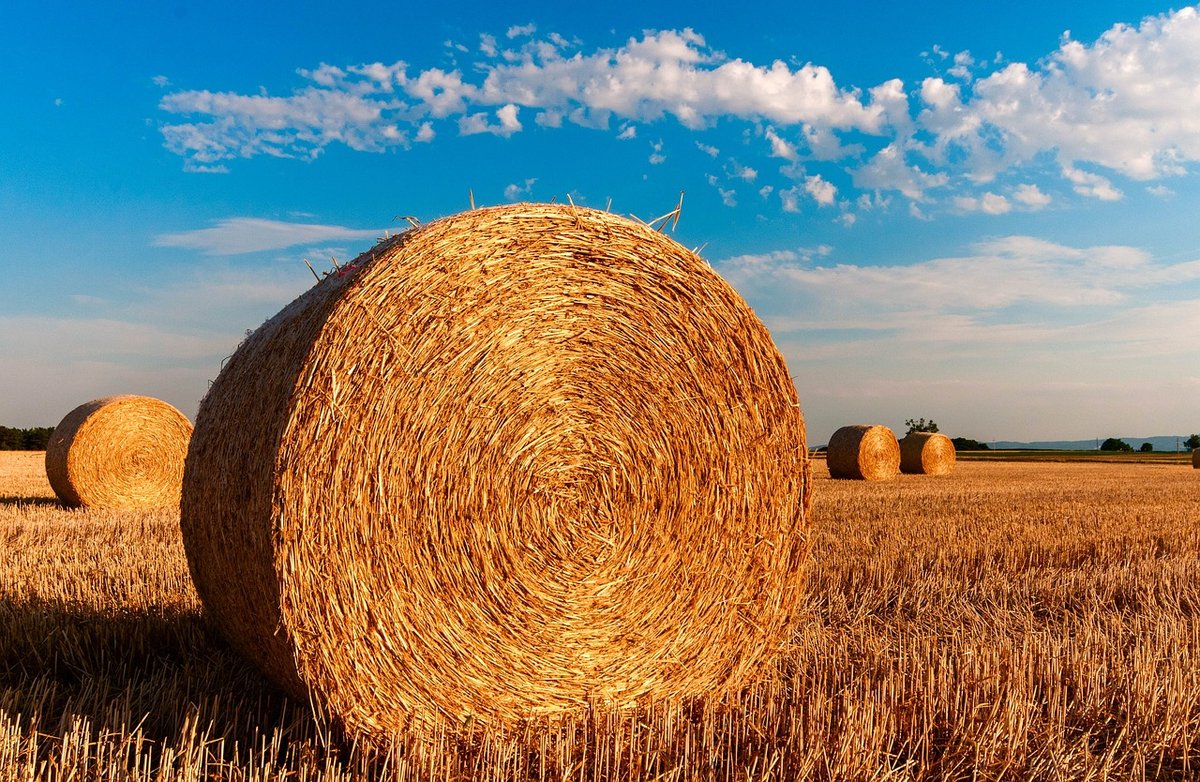 Straw vs Hay Mulch: Pros, Cons, and Best Practices - Plant Grower World