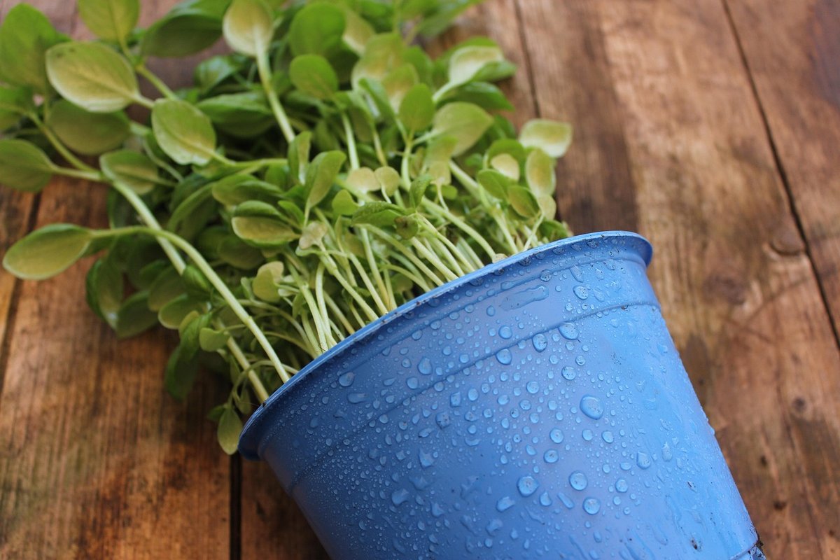 Grow Thriving Herbs in Containers with Our Expert Guide - Plant Grower ...
