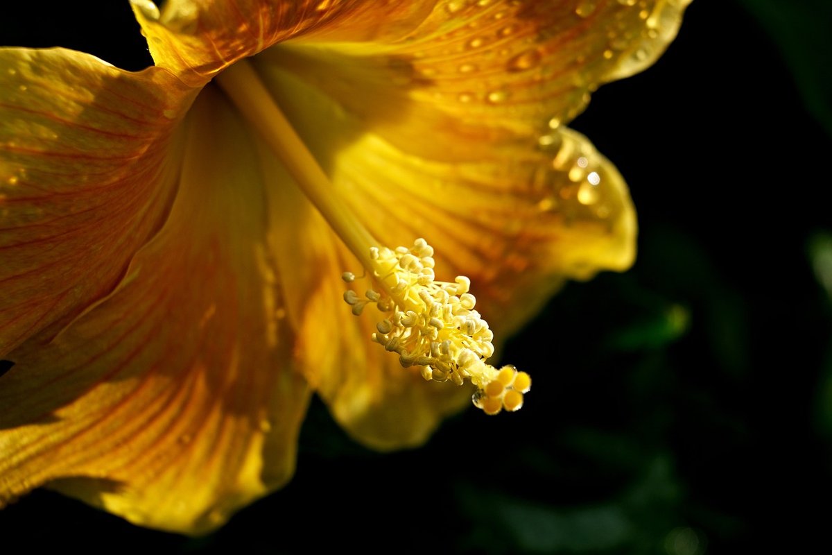 Unlocking the Beauty of Hibiscus Bushes: A Comprehensive Guide - Plant ...