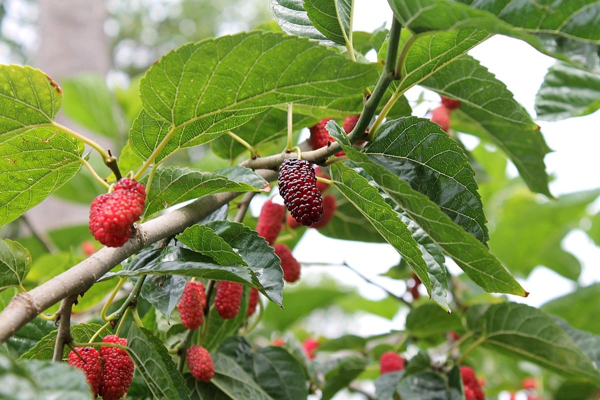 Grow Mulberry from Seed with Our Step-by-Step Guide - Plant Grower World