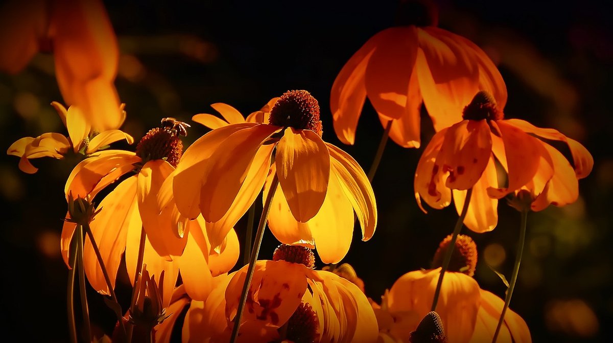 Mastering Orange Flower Gardening for a Vibrant Bloom - Plant Grower World