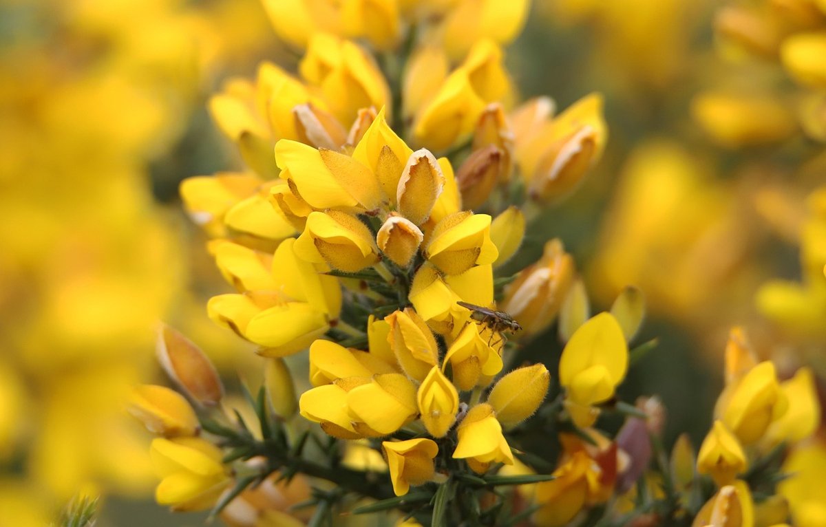 Planting a Hedgerow: A Step-by-Step Guide - Plant Grower World