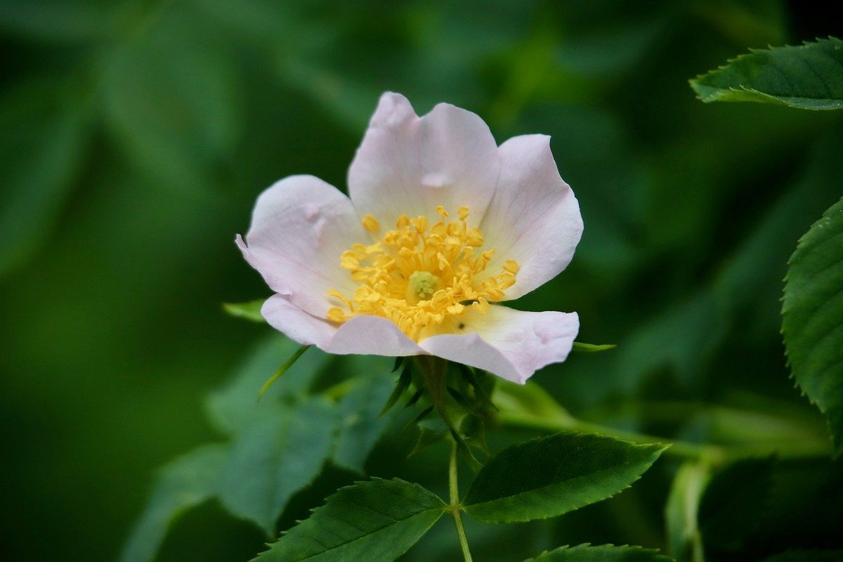 Unlock the Secrets of Wild Hedgerows and Their Hidden Benefits - Plant ...