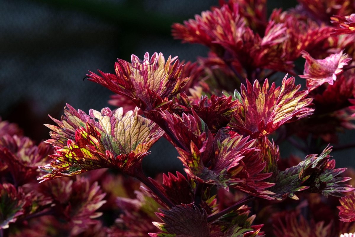 Unlocking Red Vined Sorrels Secrets: A Comprehensive Guide - Plant ...
