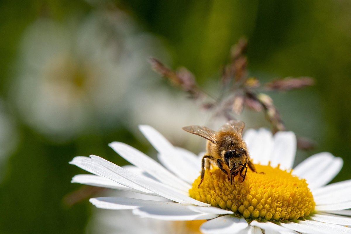 Regional Bee Adaptations Revealed Across Climate Zones - Plant Grower World