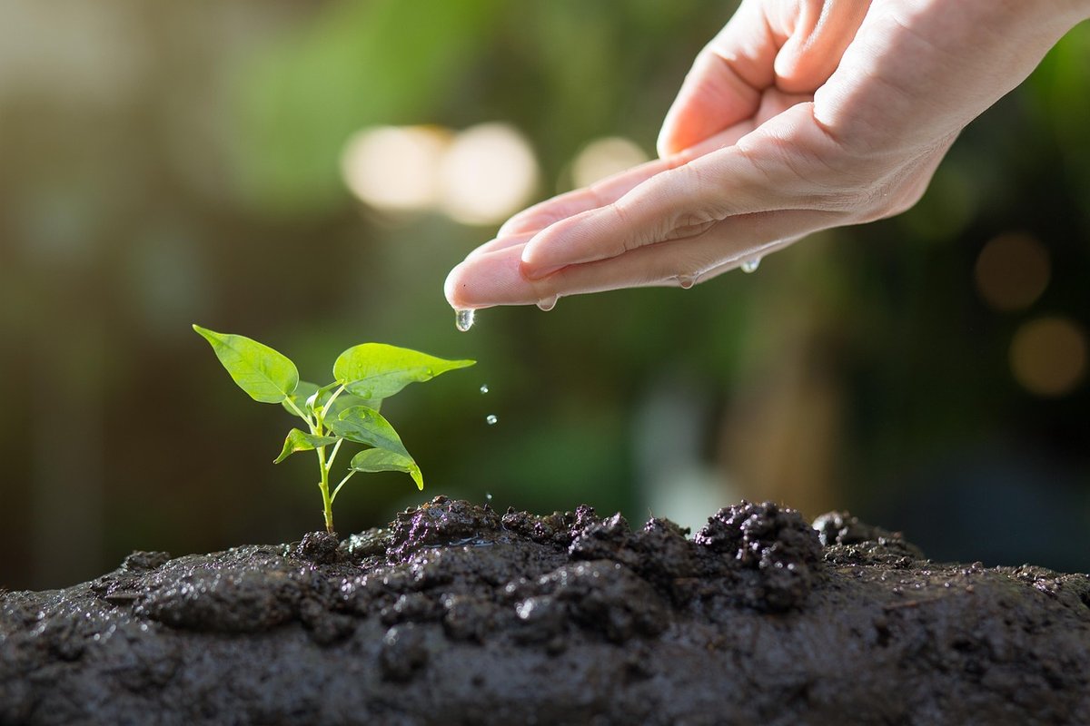 Master Bottom Watering for Healthy Seedling Growth - Plant Grower World