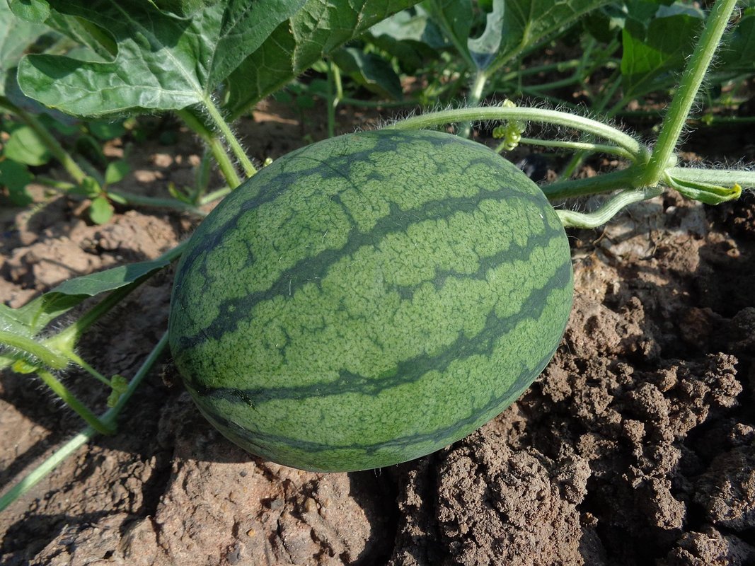 Understanding Male & Female Watermelon Flowers for Better Pollination ...