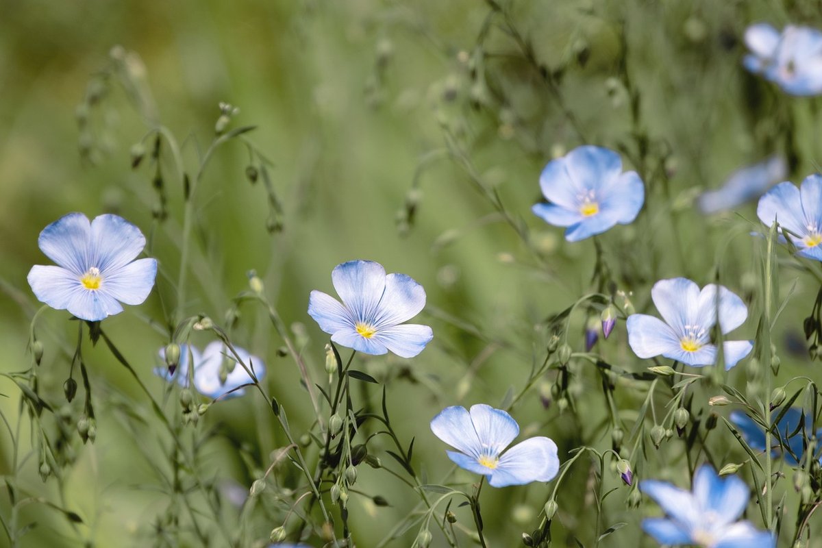 Discovering the Elusive Blue Flower: A Comprehensive Guide - Plant ...
