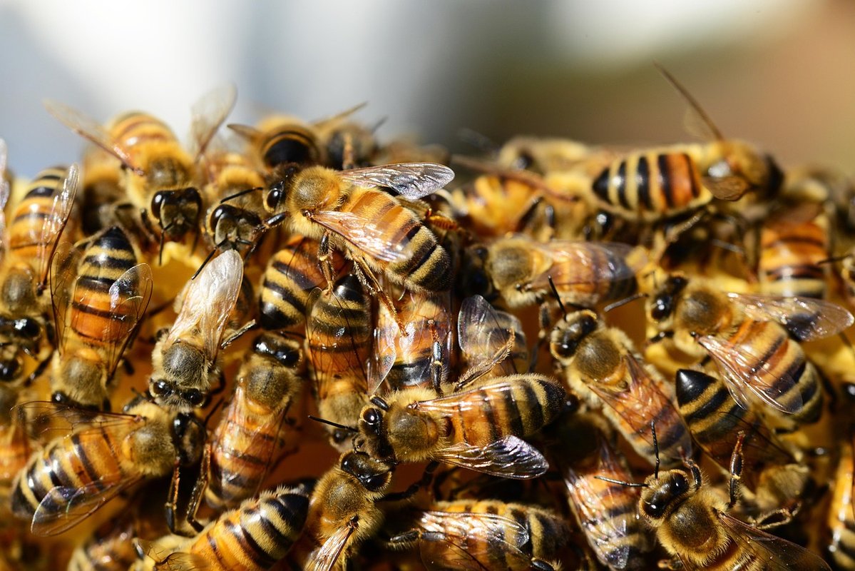 Unveiling the Mysterious World of Tree Bees - Plant Grower World