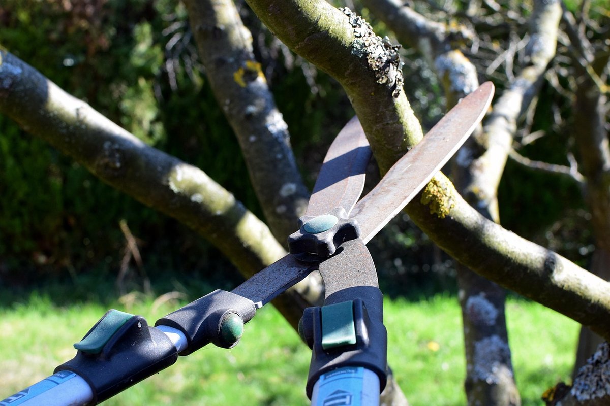Prune Tree Branches Like a Pro: A Step-by-Step Guide - Plant Grower World