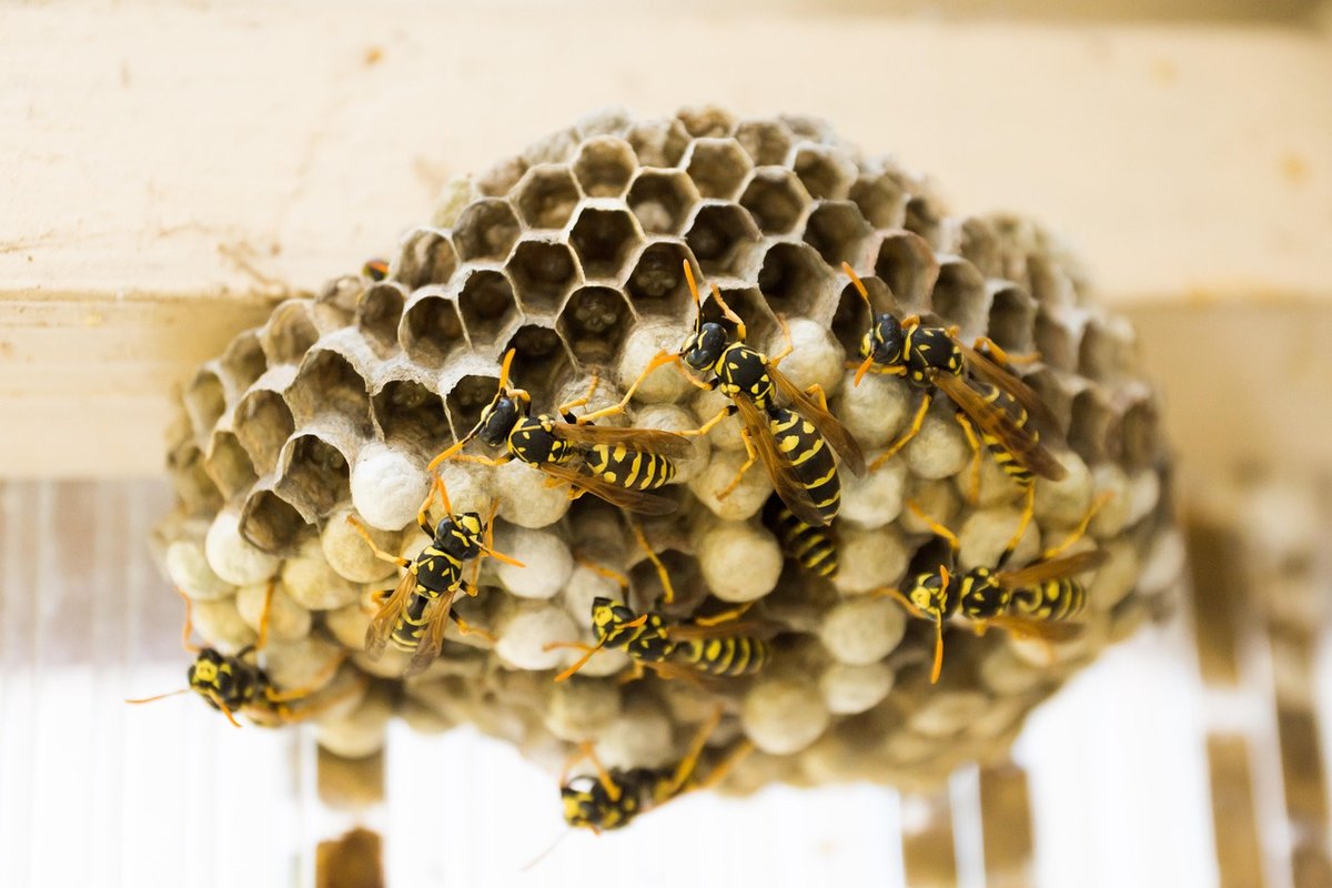Whats Inside a Wasp Nest? Composition and Structure Revealed - Plant ...