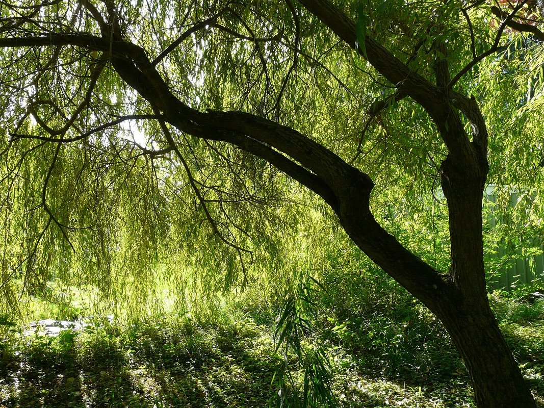 Weeping Willow Tree Care Guide: Tips and Tricks - Plant Grower World
