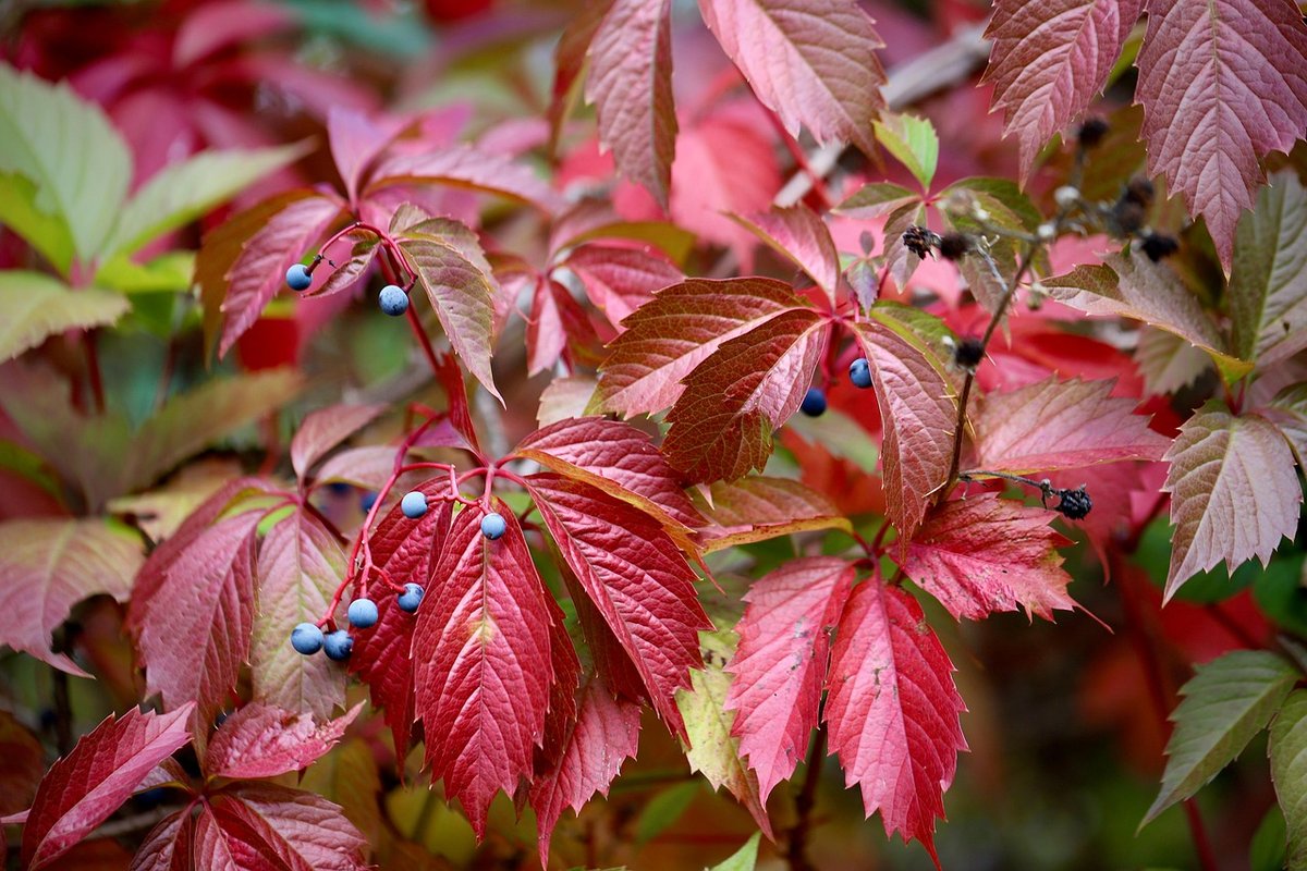 Unlocking Falls Beauty with Wild Flowers - Plant Grower World