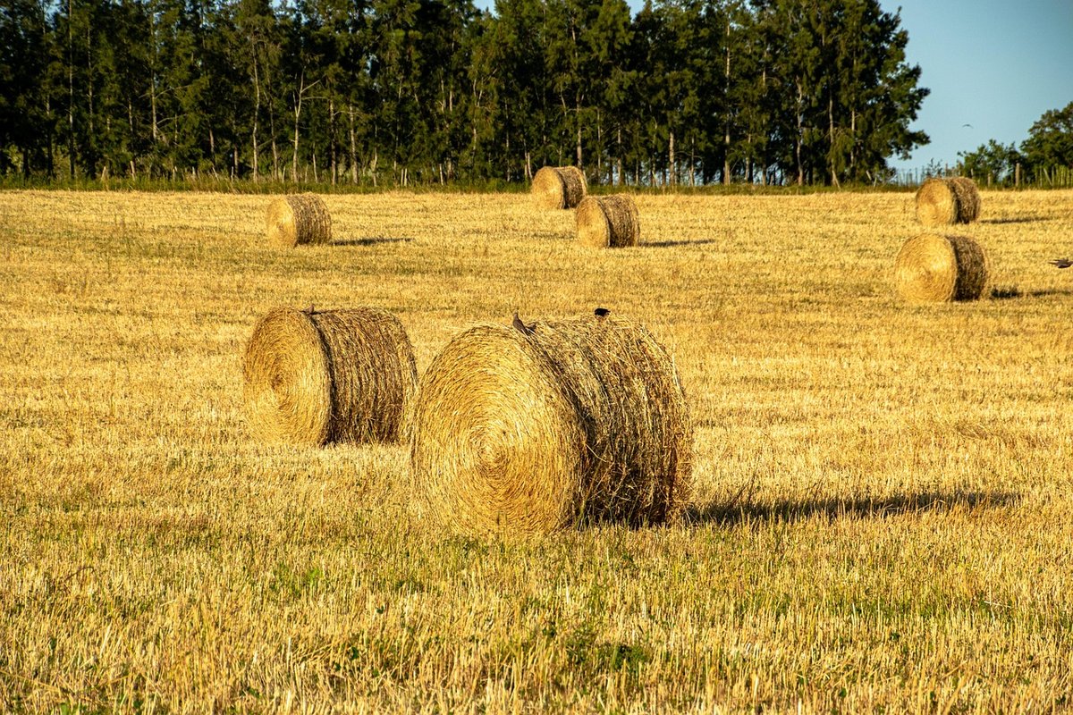 Plant Alfalfa Like a Pro: Expert Tips and Techniques - Plant Grower World
