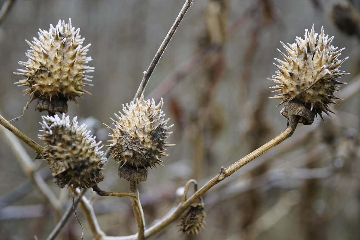 Apple Seeds Contain a Toxic Surprise: Know the Risks - Plant Grower World