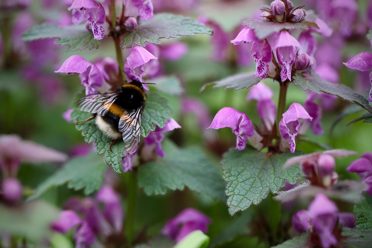 Bumblebee Queen vs Worker: Key Differences Revealed - Plant Grower World