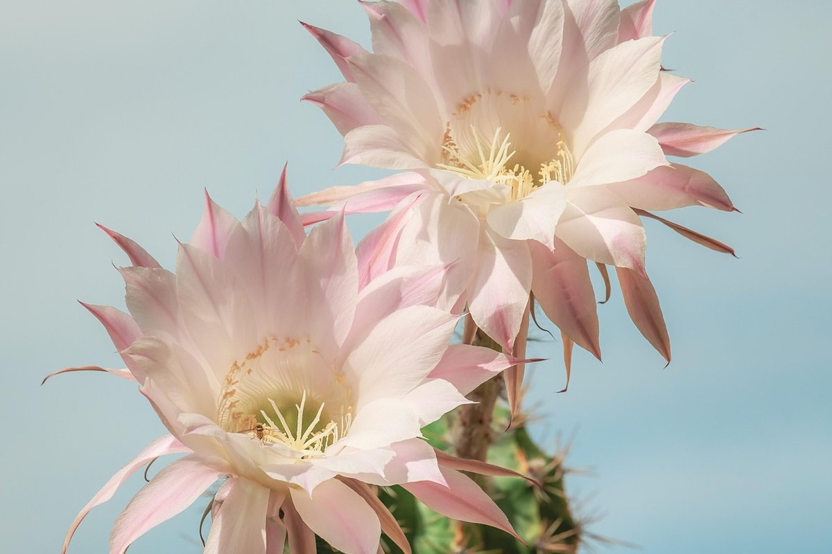 Repot Your Cactus with Ease: A Step-by-Step Guide - Plant Grower World