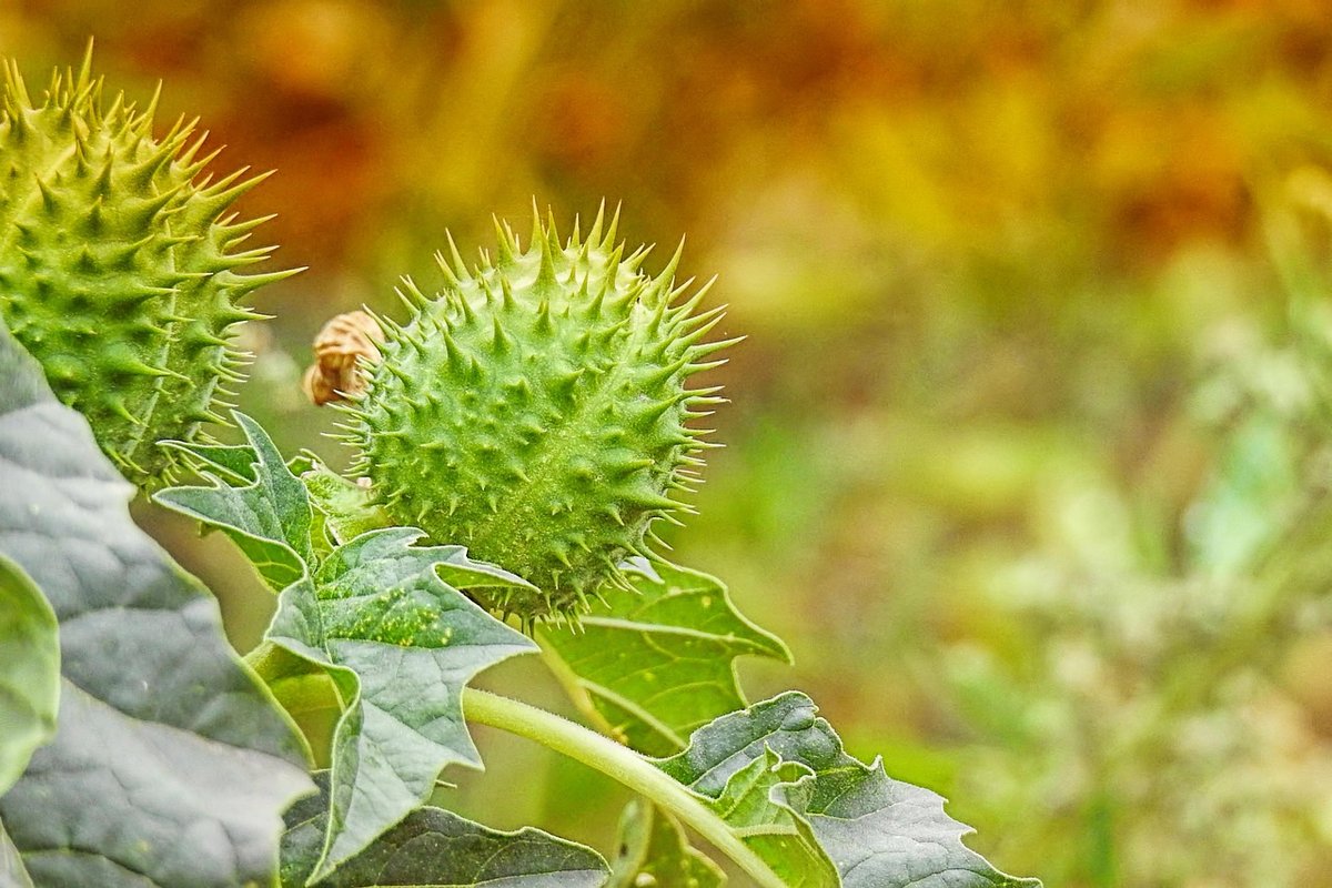 Datura Thorn Apple: A Comprehensive Guide to Identification and Use ...