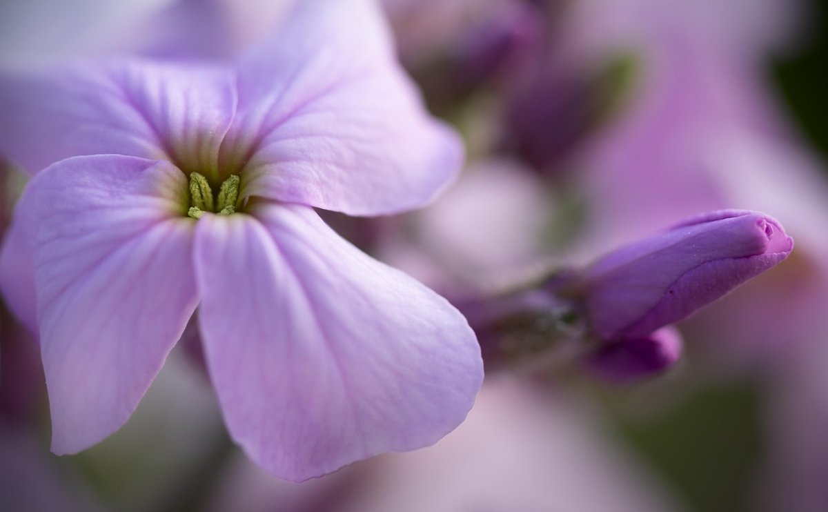 Unlocking Dames Rockets Secrets: A Comprehensive Guide - Plant Grower World