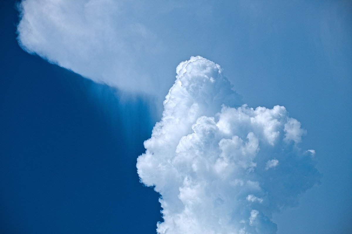 Drought Stress Symptoms: Causes, Signs & Management Tips - Plant Grower ...