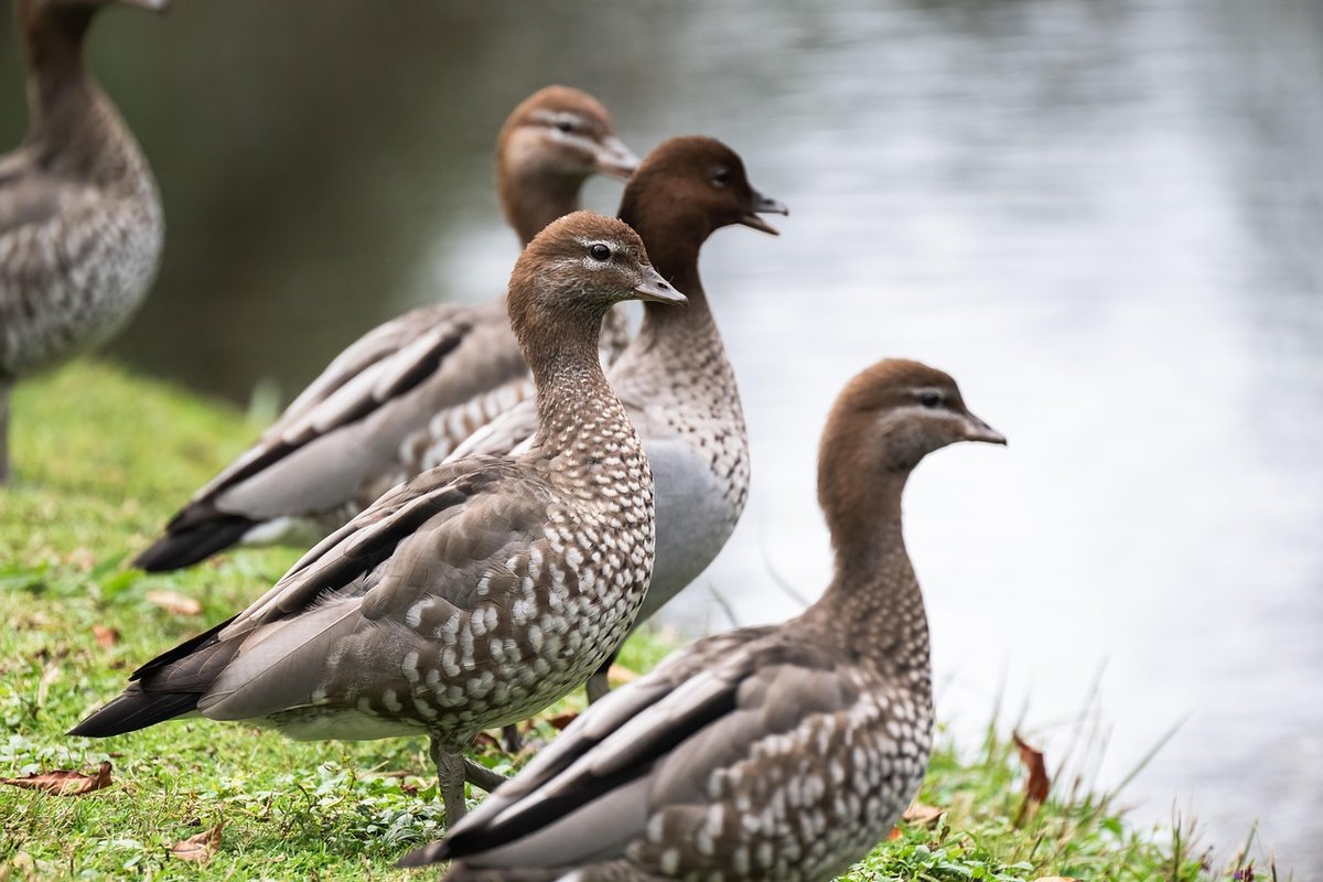Best Plants for Duck Ponds: A Comprehensive Guide - Plant Grower World