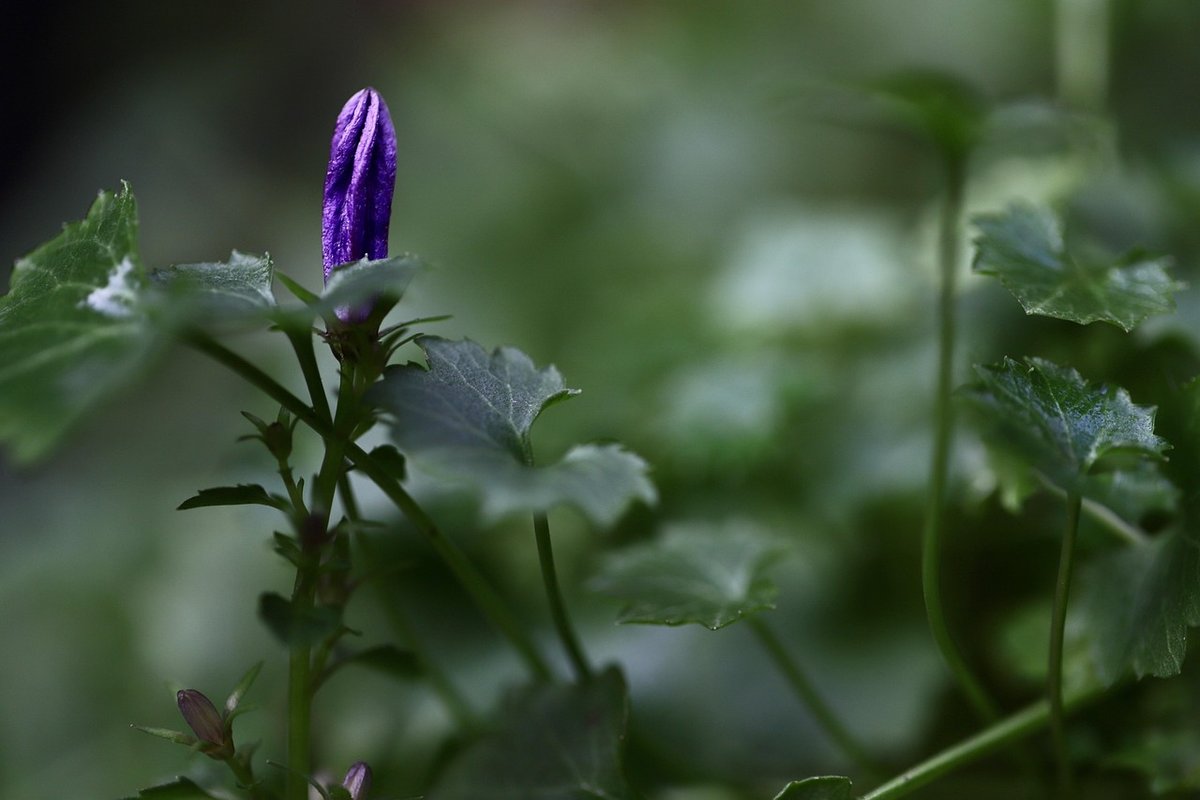 Unlocking the Secrets of Bellflowers: Meaning and Symbolism - Plant ...