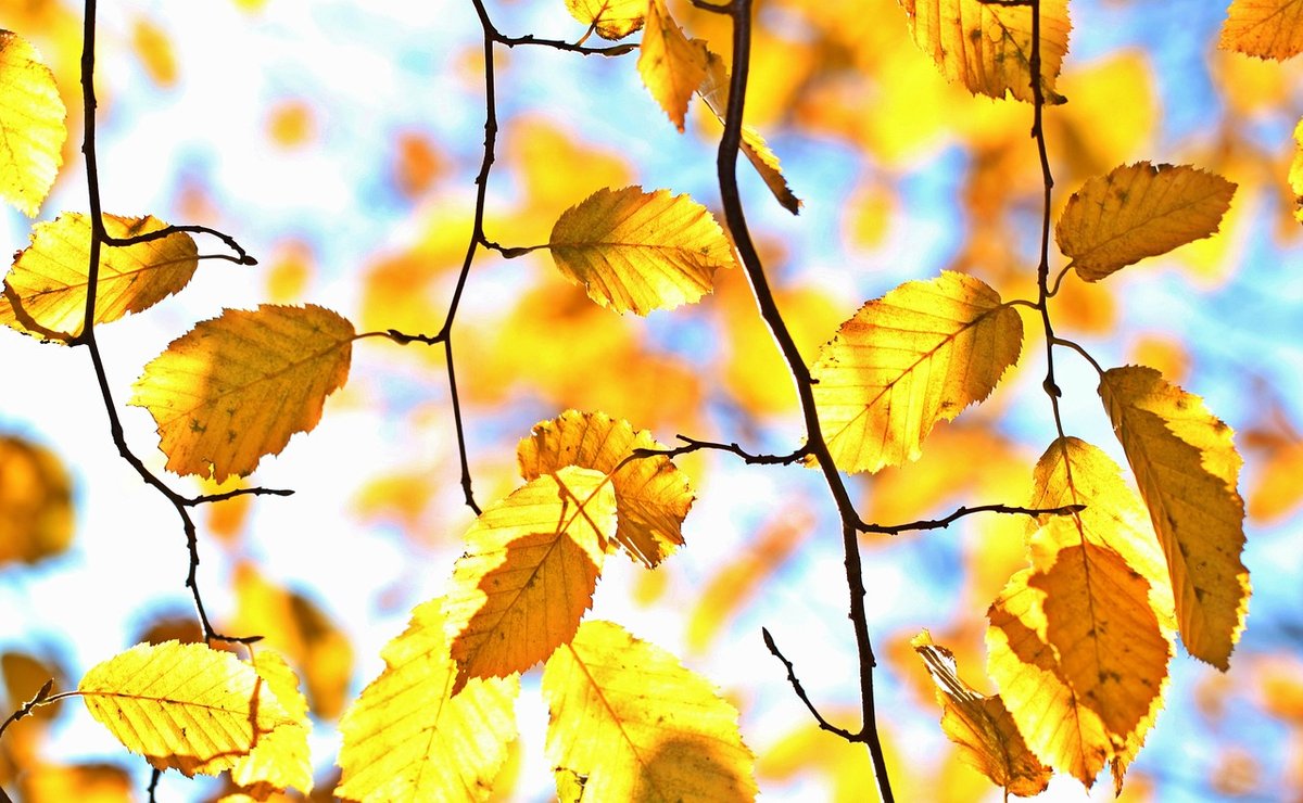 Unlocking Golden Flower Magic: Types, Meaning & Care Tips - Plant ...