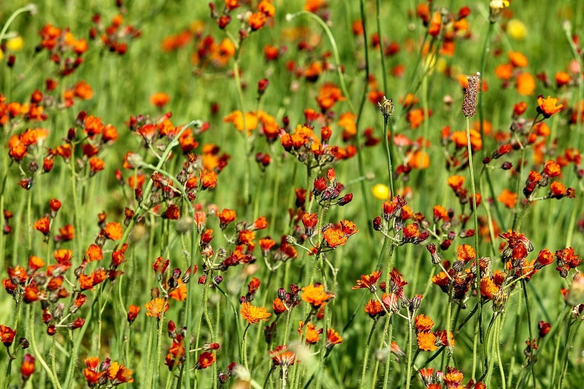 Discover the Amazing Benefits and Uses of Hawkweed Plant - Plant Grower ...