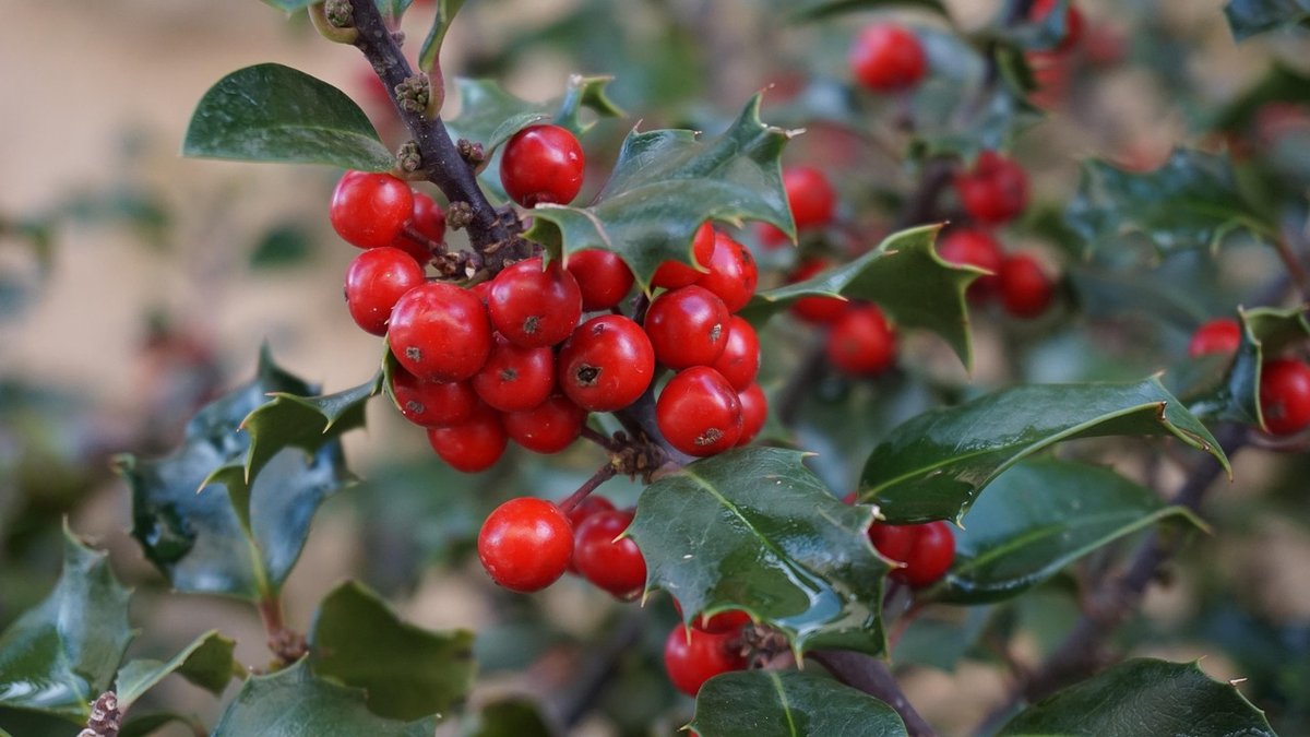 Discovering the Magical Significance of Holly at Christmas - Plant ...
