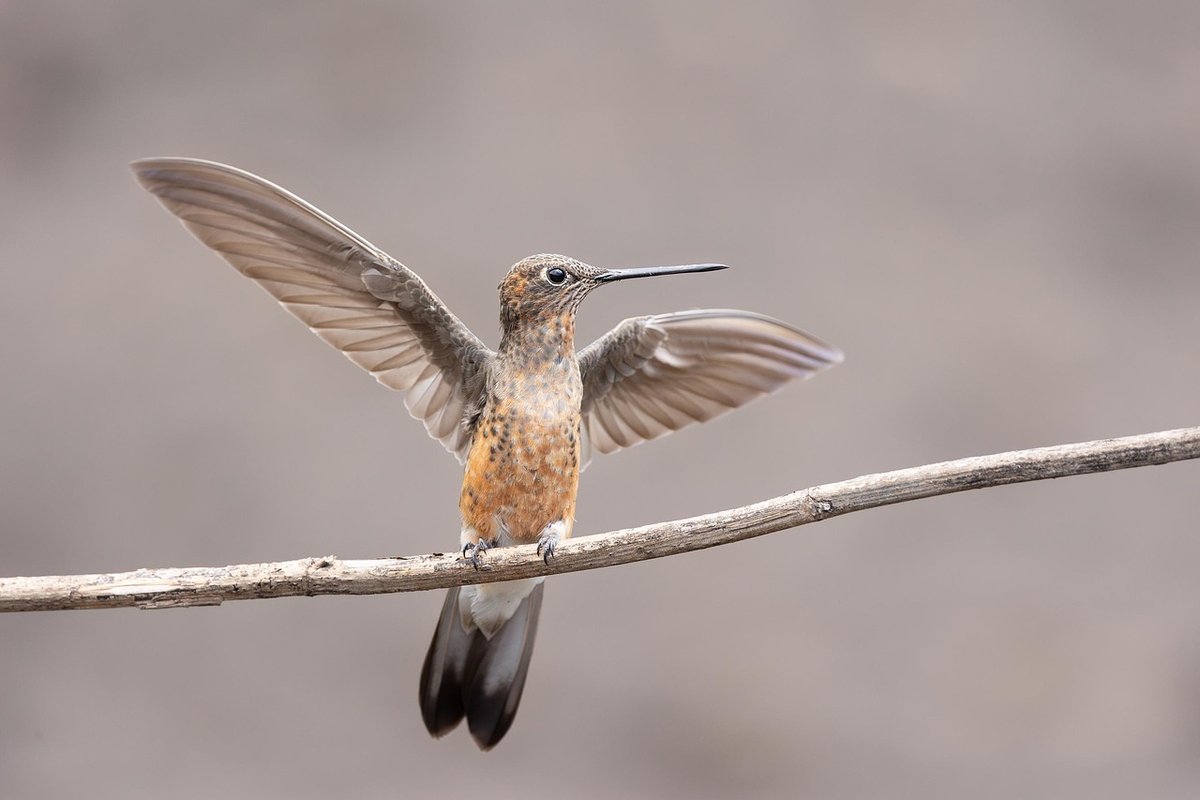 Attract Hummingbirds in Texas with These Top Plant Picks - Plant Grower ...