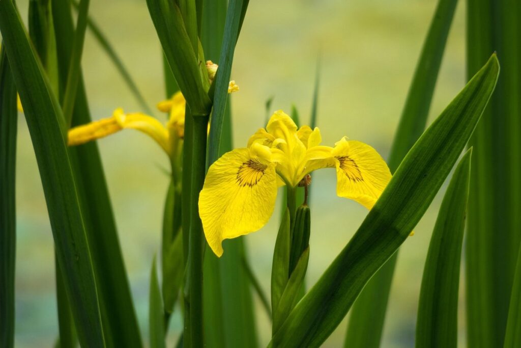 Discover the Vibrant World of Iris Plant Types and Varieties - Plant ...