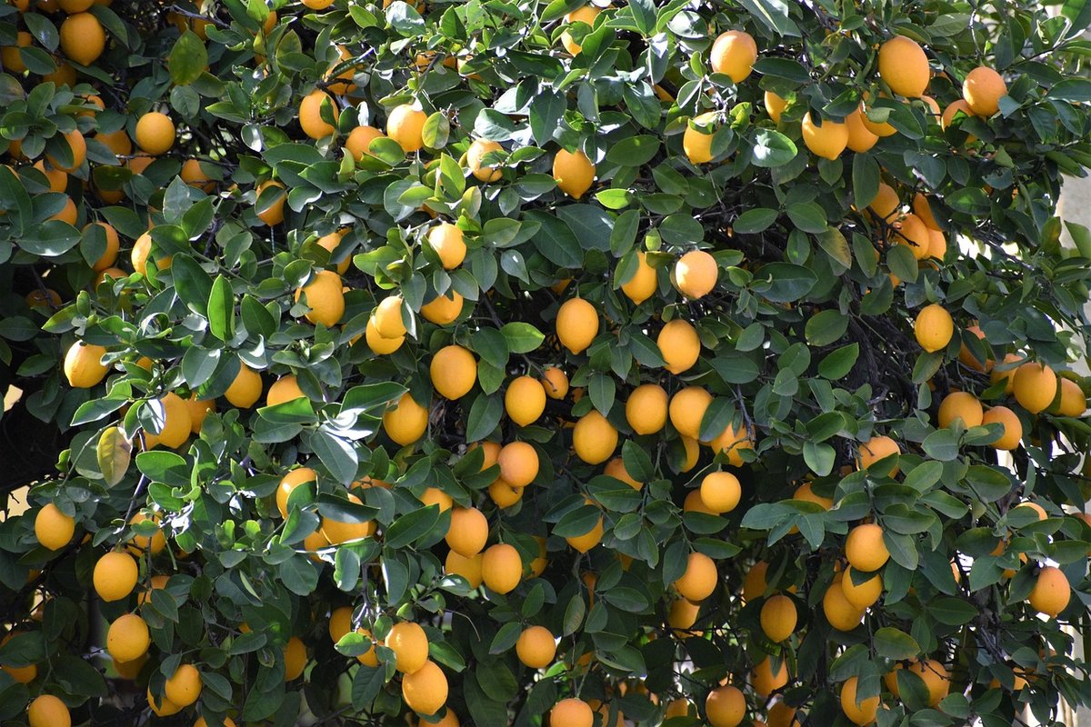 Grow Lemon Trees Indoors with Ease - A Care Guide - Plant Grower World