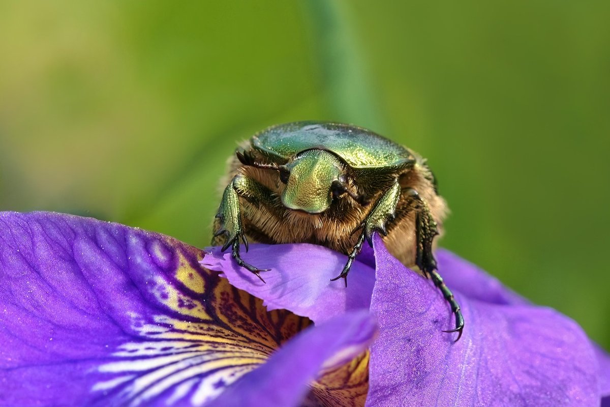 Managing Lily Bug Infestations in Your Garden Successfully - Plant ...