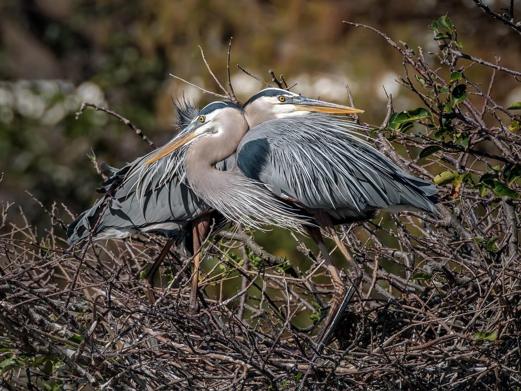 Attract Love Birds with Garden Mating Secrets Revealed - Plant Grower World