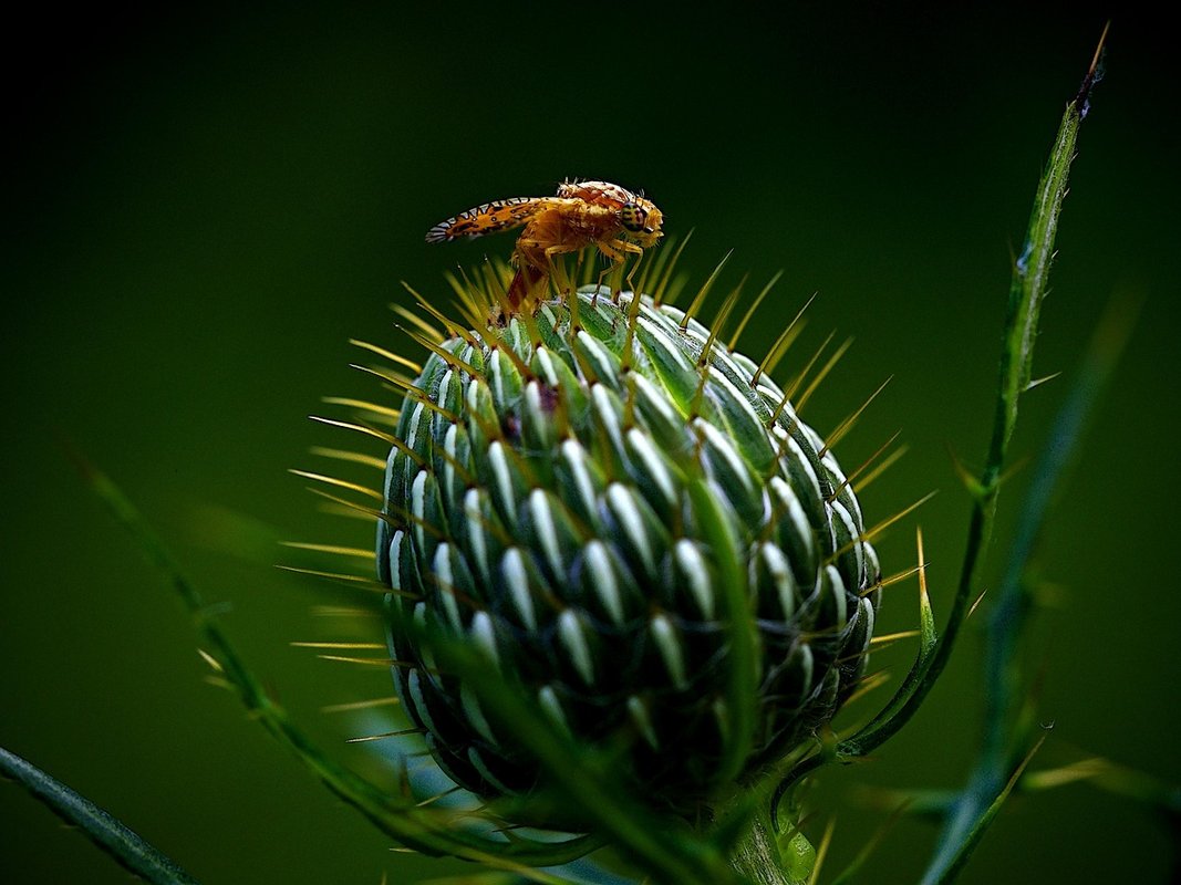 Understanding Fruit Fly Larvae: Life Cycle and Control Methods - Plant ...
