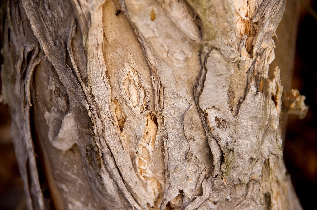 Discovering the Melaleuca Paperbark Trees Hidden Secrets - Plant Grower ...