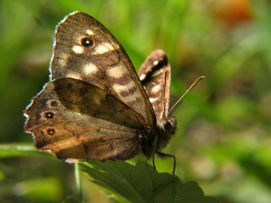 What Are Mud Bees in Gardens? Benefits and Identification Tips - Plant ...