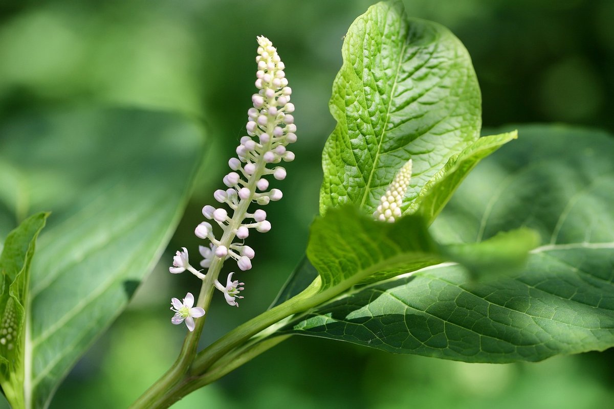 Pokeweed Poisoning Symptoms in Gardens You Should Know - Plant Grower World