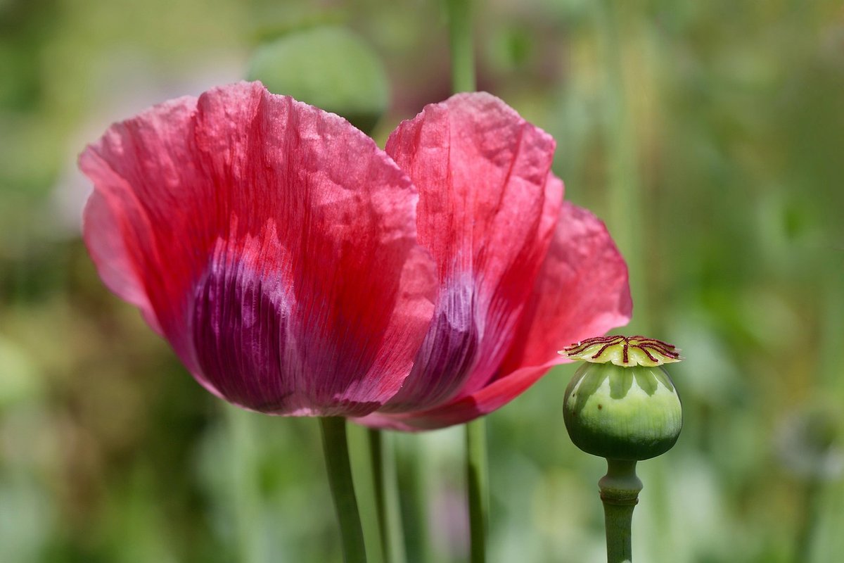 Growing Poppies in Your Zone: A Comprehensive Guide - Plant Grower World