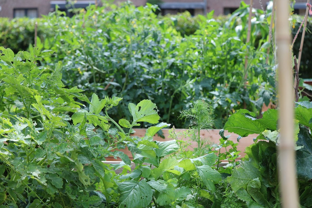 Boost Your Harvest with These Raised Vegetable Bed Ideas - Plant Grower ...