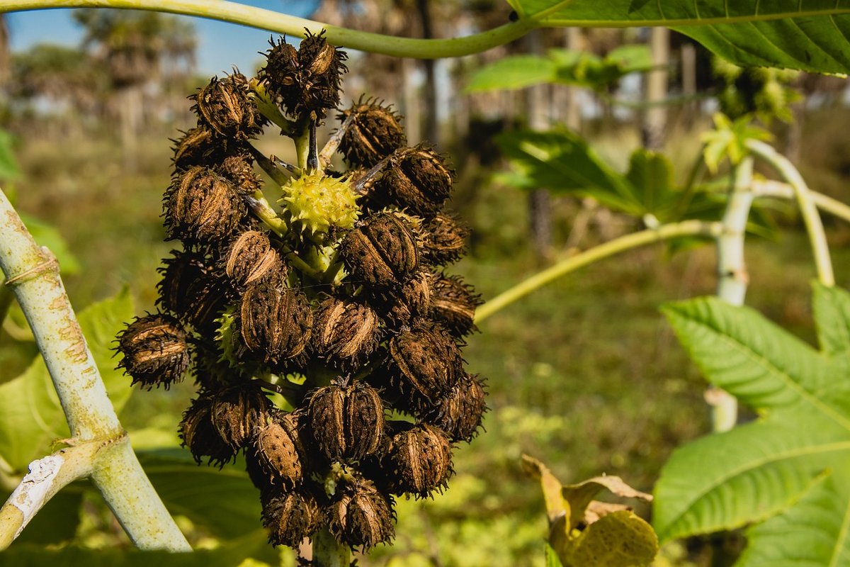 Prostrate Spurge Prevention and Treatment Guide - Plant Grower World
