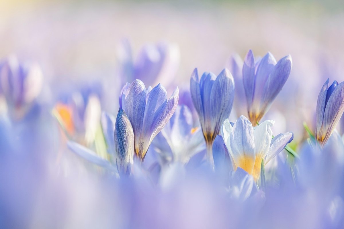 Spring Flower Types: Colors, Care & Meaning Explained - Plant Grower World