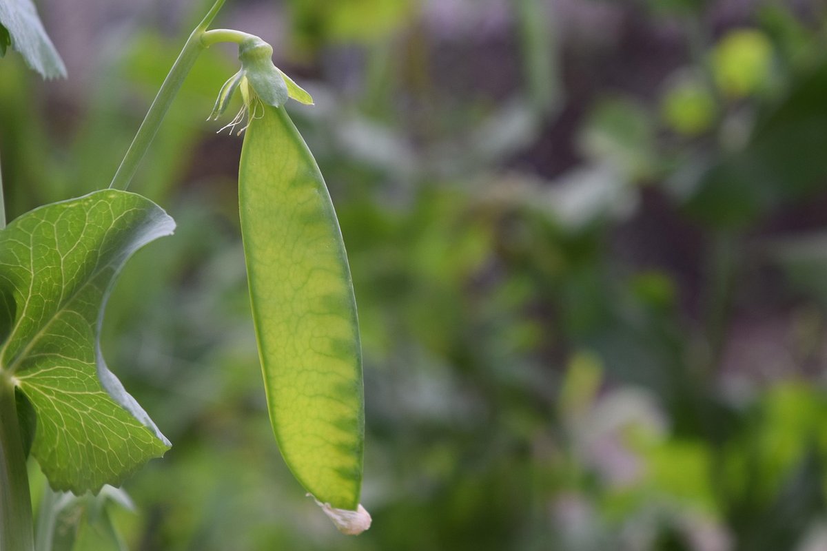 Grow Sugar Snap Peas Like a Pro: A Step-by-Step Guide - Plant Grower World