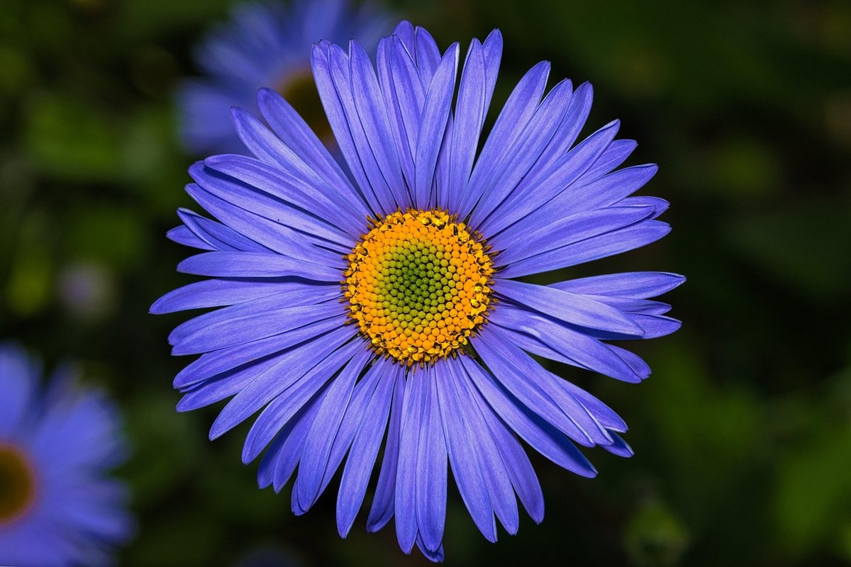 Control Tall Fleabane Effectively with These Methods and Strategies ...